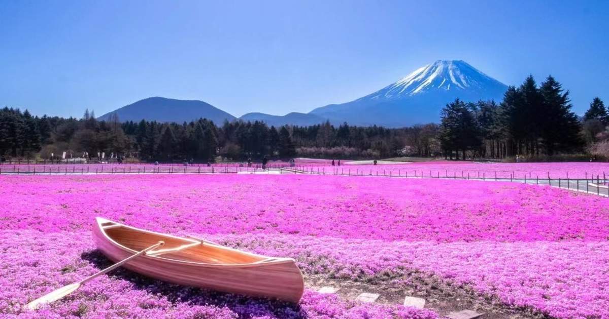 Mount Fuji, Kawakuchiko, and Arakurayama Sengen Park Join In Bus Tour with Flower from Tokyo ...